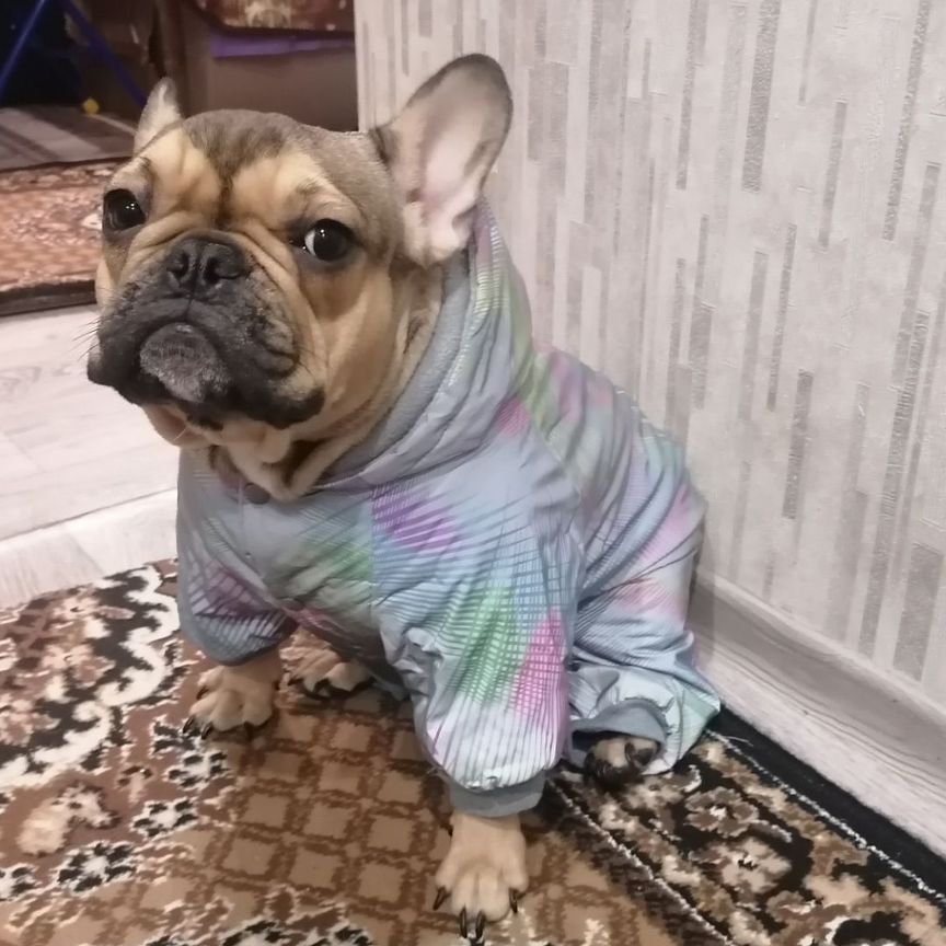 Французский бульдог