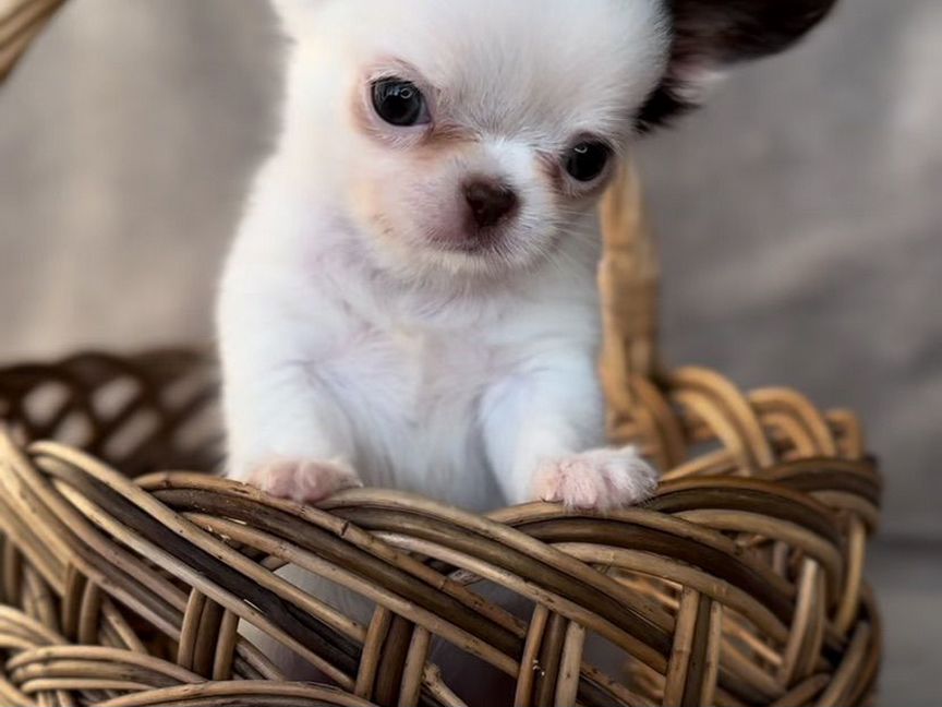 Снежок с изюминкой