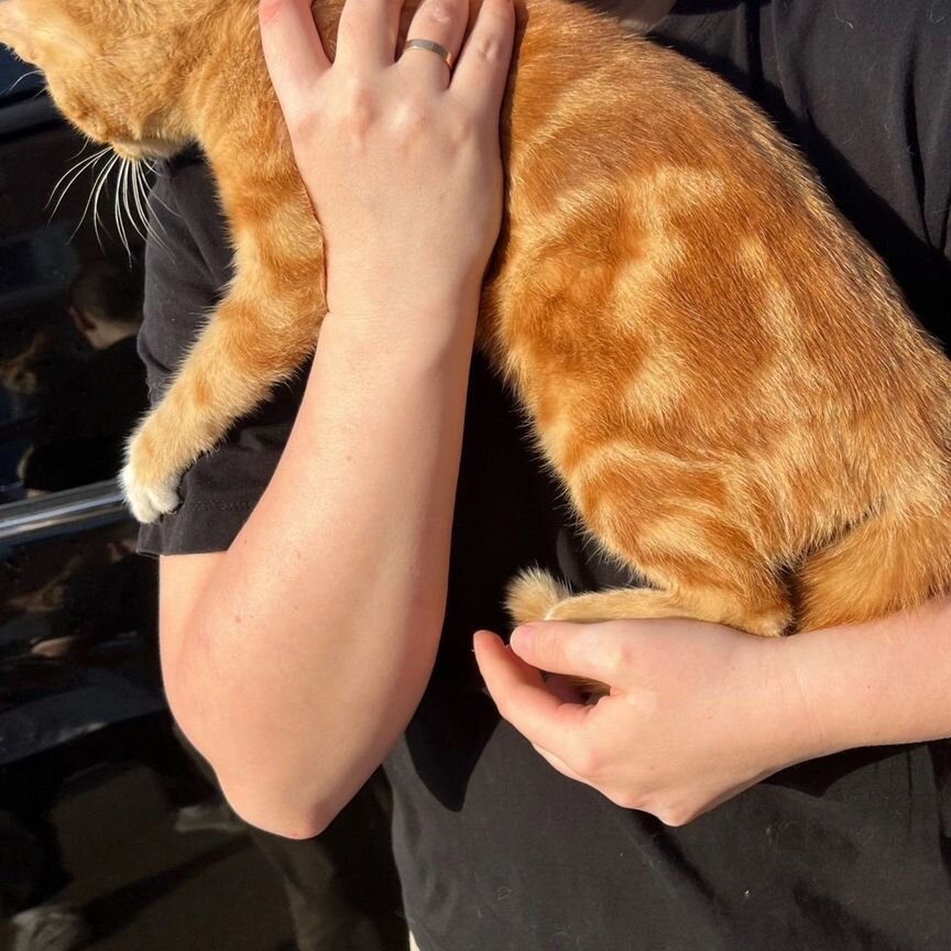 Рыжий котенок