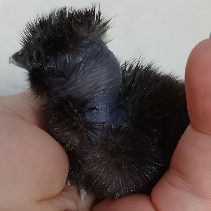 Цыплята китайских кур несушек