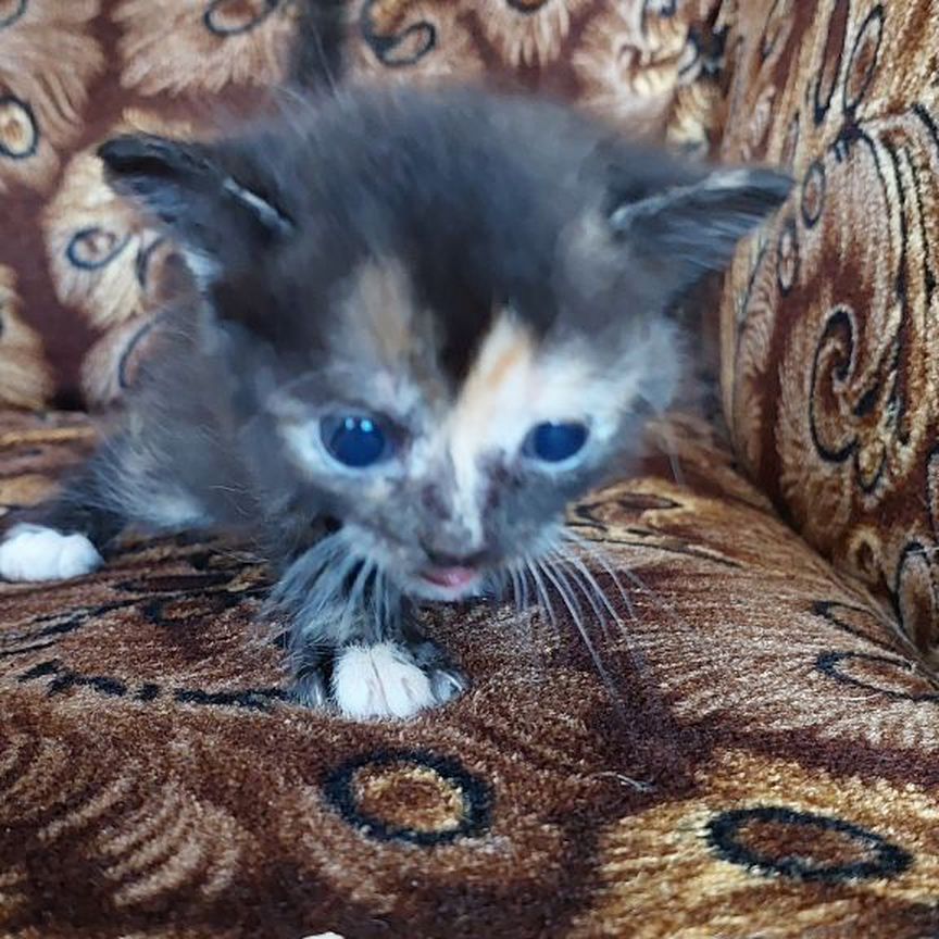 Котятки в добрые руки
