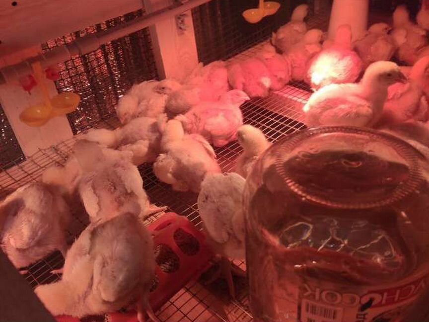 Суточный ципленок бролера