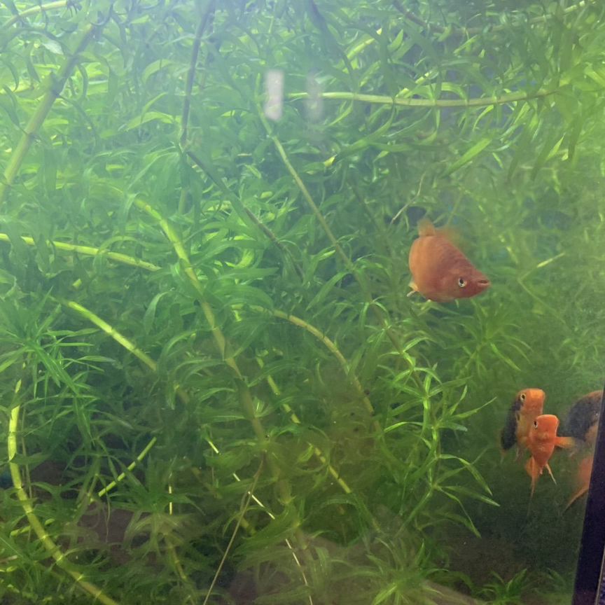 Элодея акварикмное растение