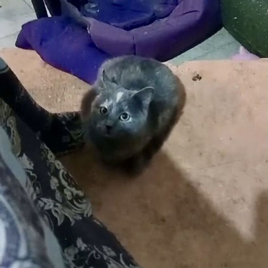 Котята в добрые руки девочка