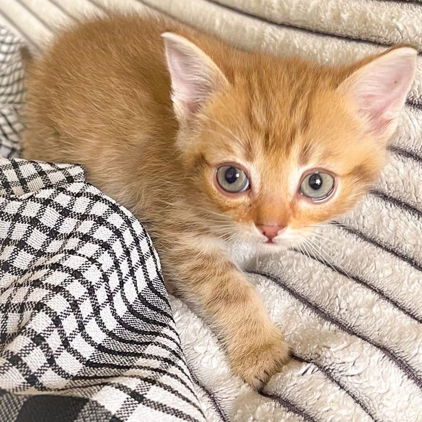 Котёнок в добрые руки