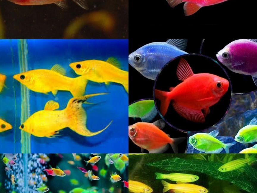 Аквариумные рыбки прайс
