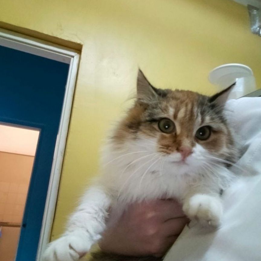 Котята в добрые руки бесплатно