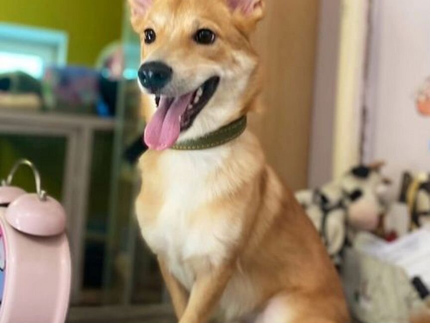 Собака бесплатно в добрые руки