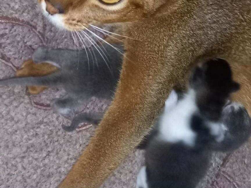 Абиссинская