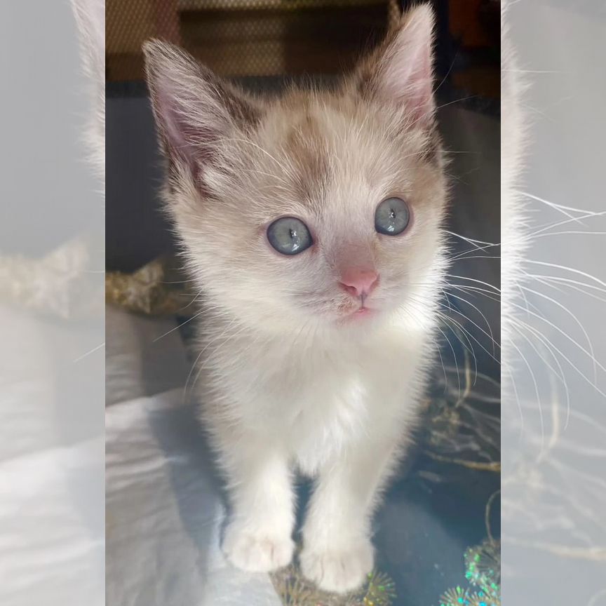 Тайский котёнок