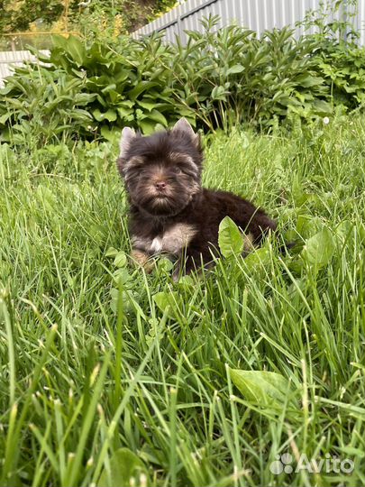 Шоколадный йорк девочка