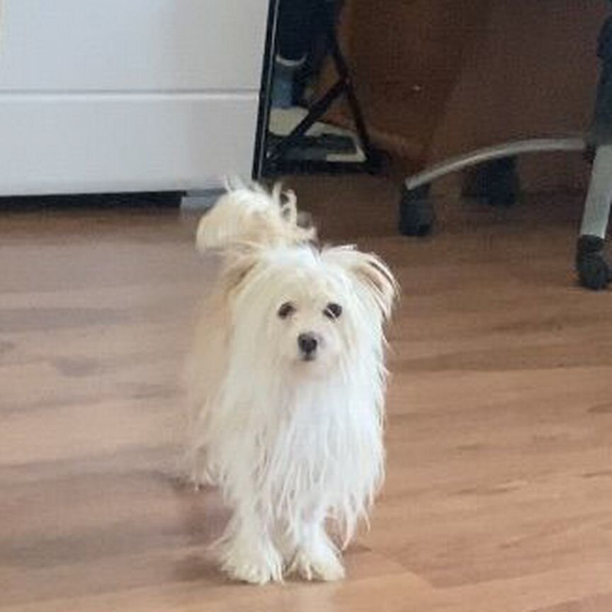 Щенок в добрые руки