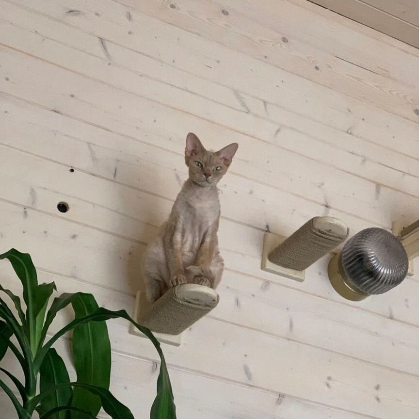 Котик Девон-Рекс