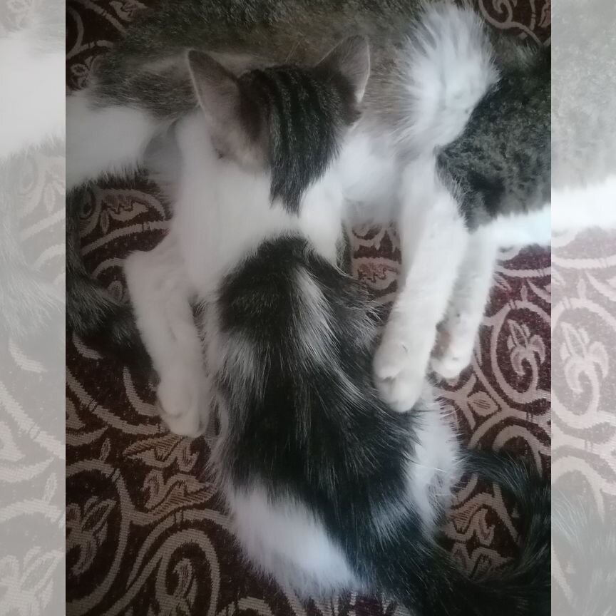 Котёнок в добрые руки