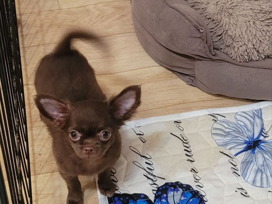 Девочка шоколадочка