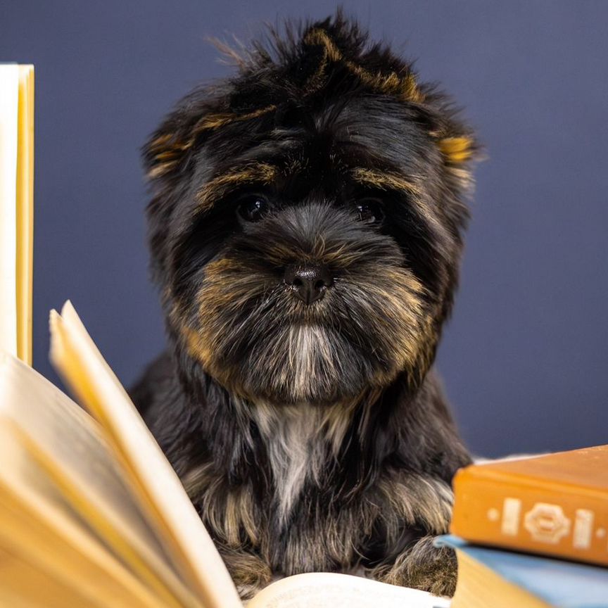 Йоркширский терьер, щенок