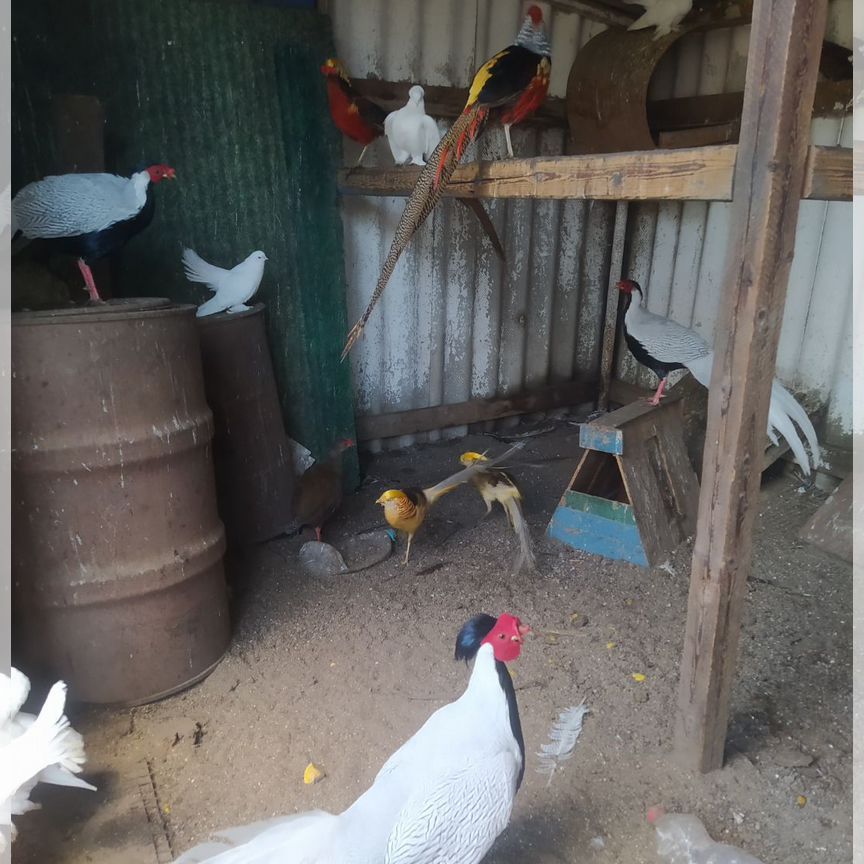 Фазаны Серебреные, золотые, лимонные