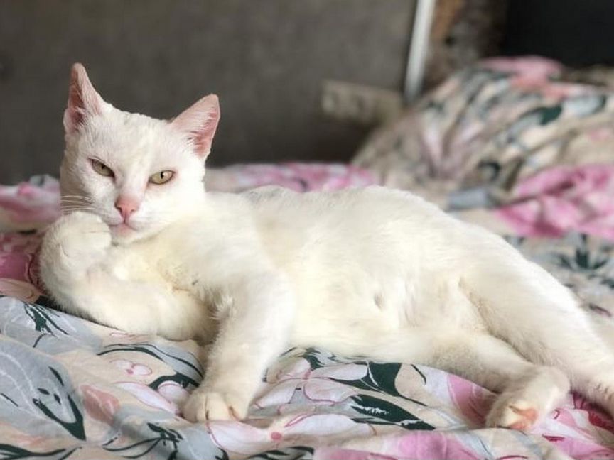 Белоснежка ищет дом