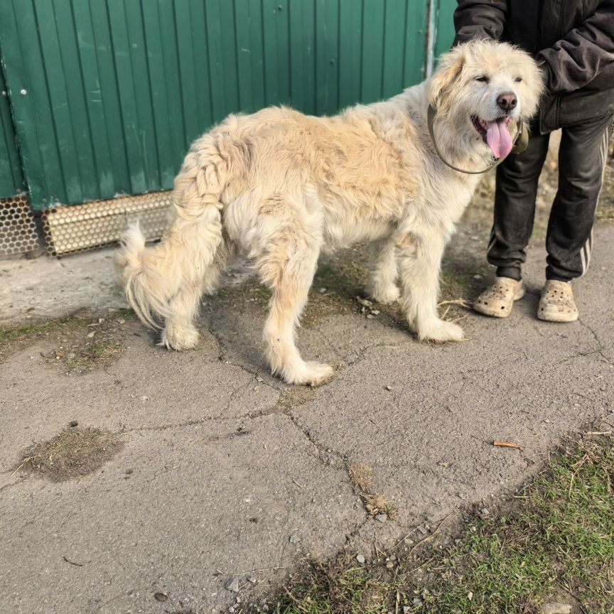 Собака в добрые руки