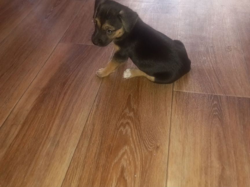 Карликовый пинчер в хорошие добрые руки мальчики