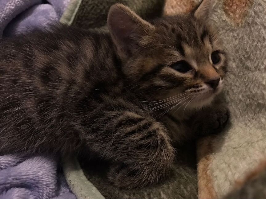 Котята в добрые руки бесплатно