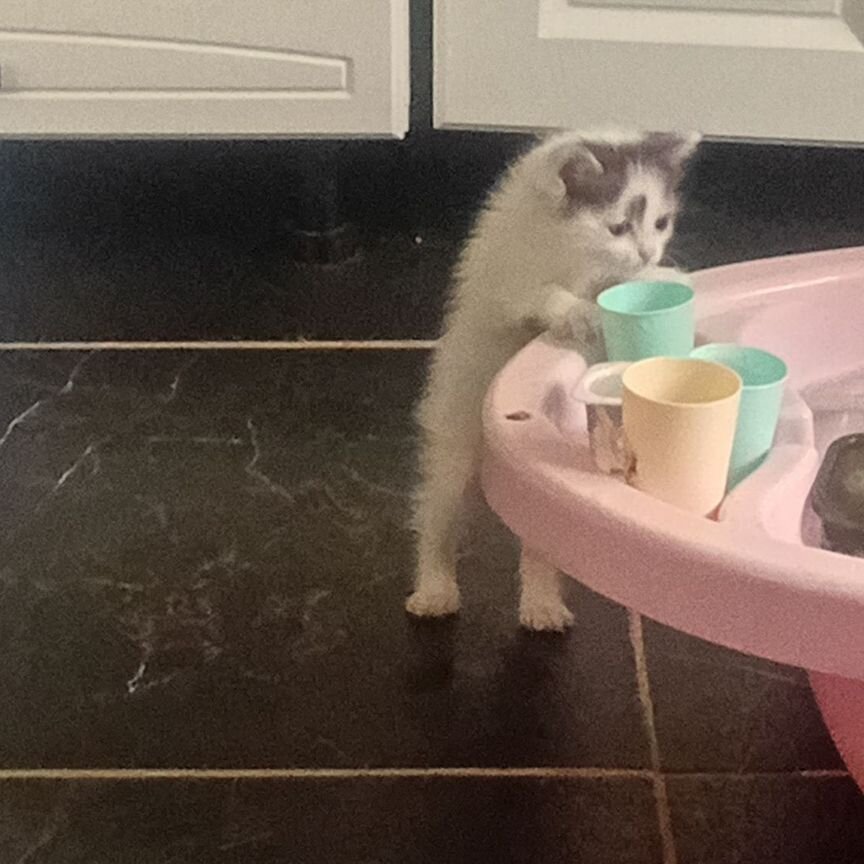 Котёнок в добрые руки