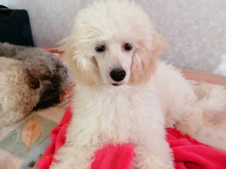 Малый пудель