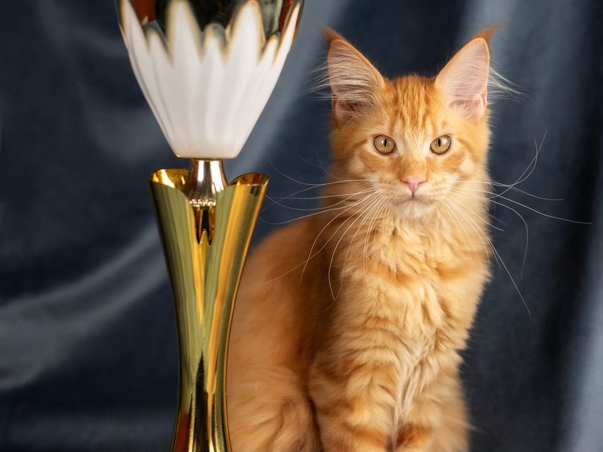 Котята мейн-кун