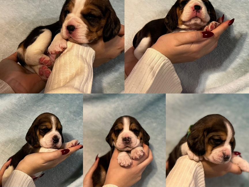 Малыш Бигль