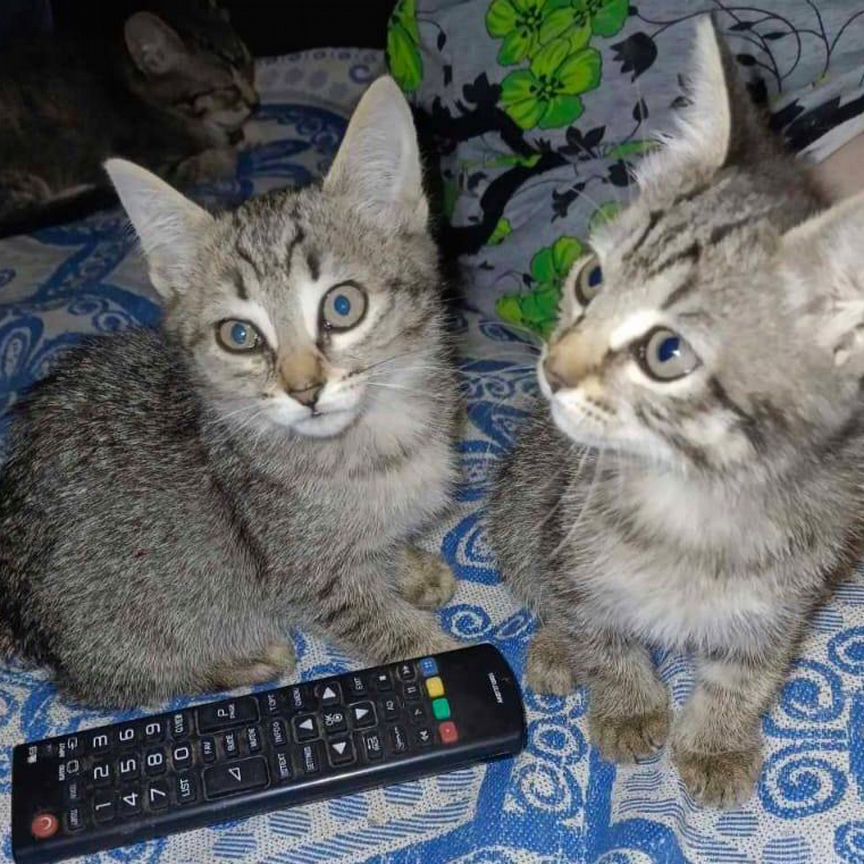Котята 2.месяца
