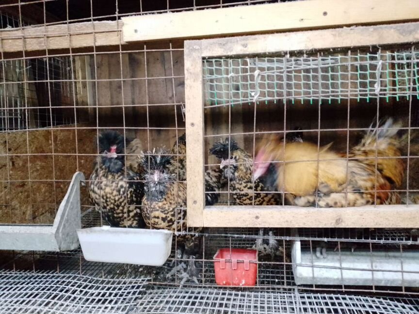 Семья Павловских кур