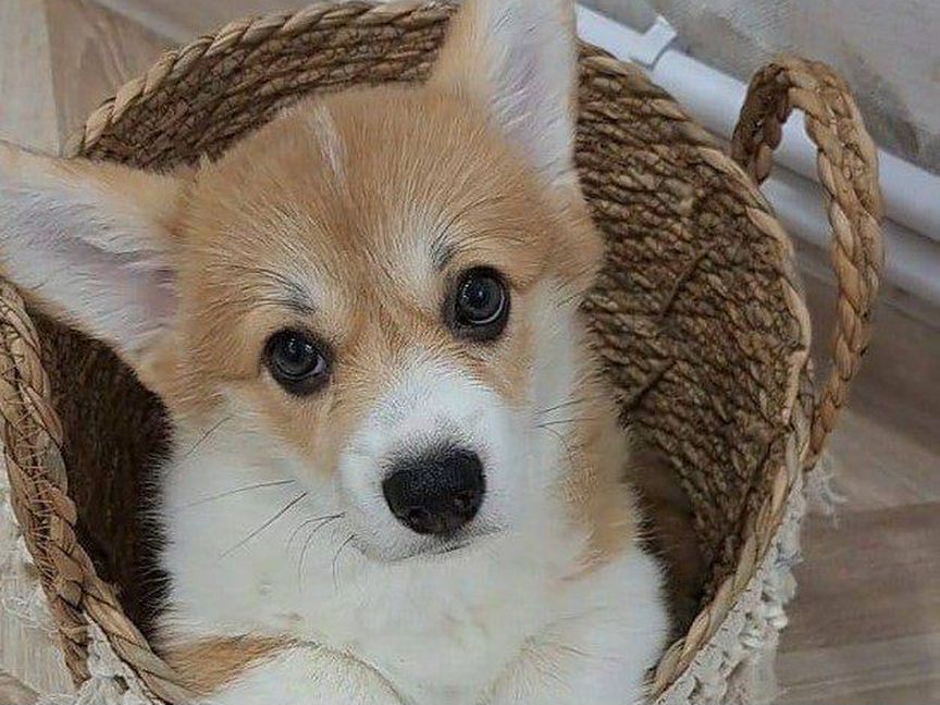 Вельш корги