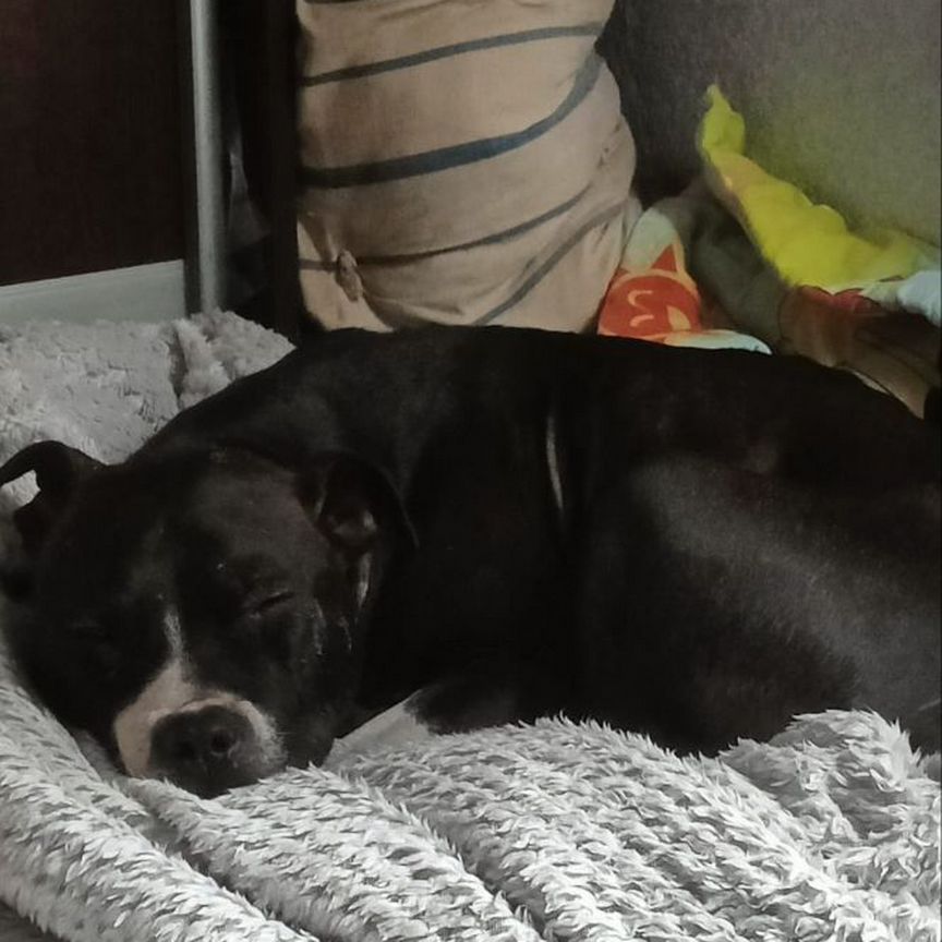 Взрослая собака в добрые руки