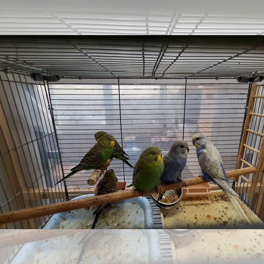 Птенцы волнистый попугай