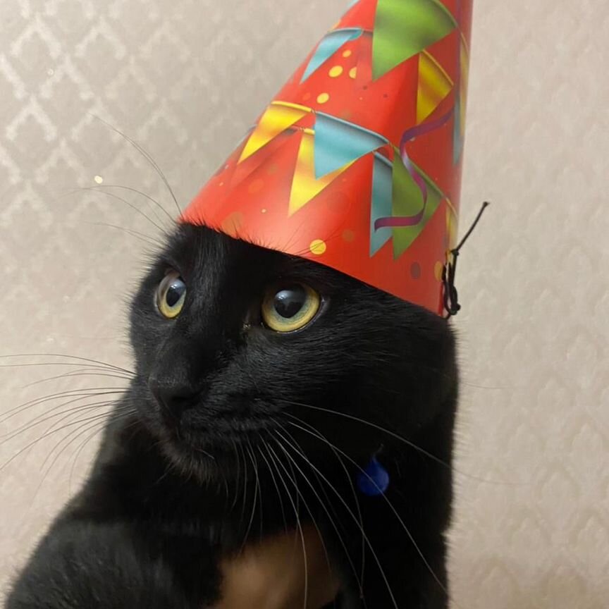 Кот в добрые руки