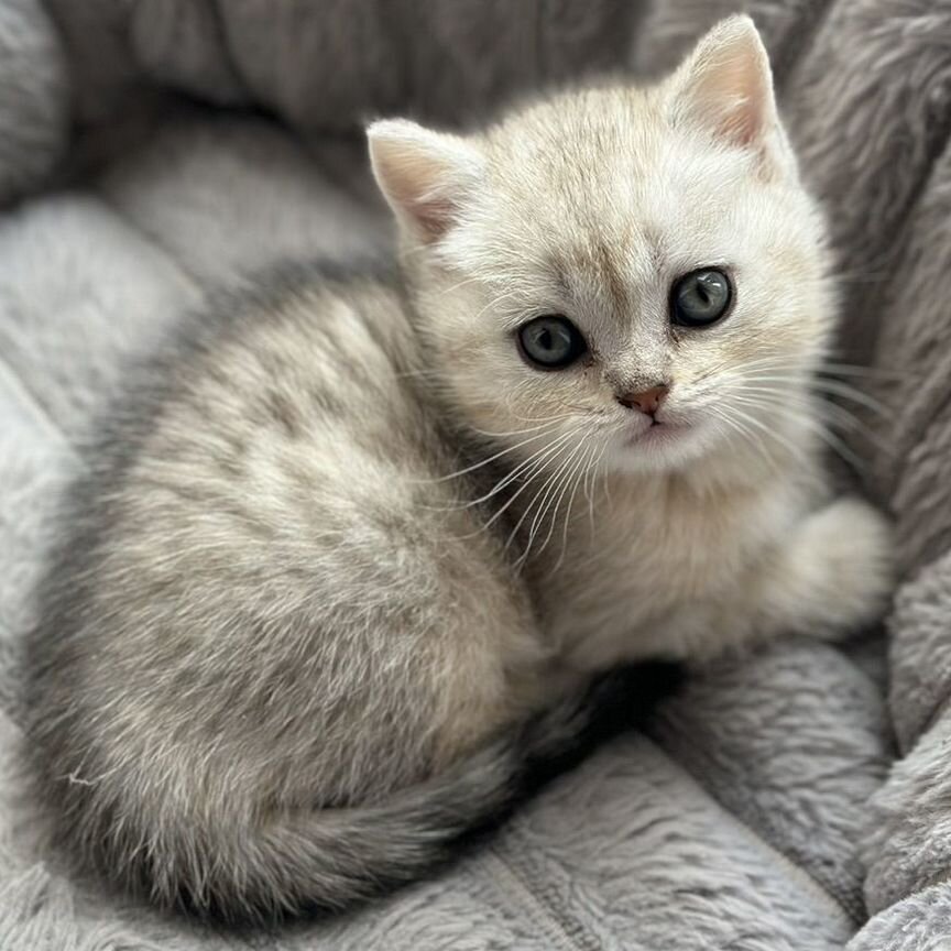 Шотландские котята