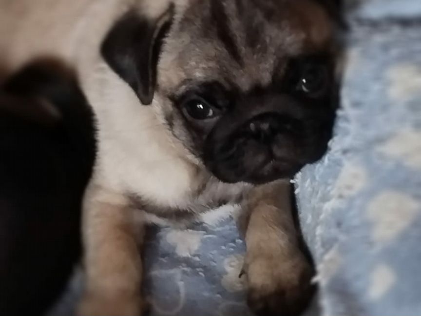 Щенки Мопса