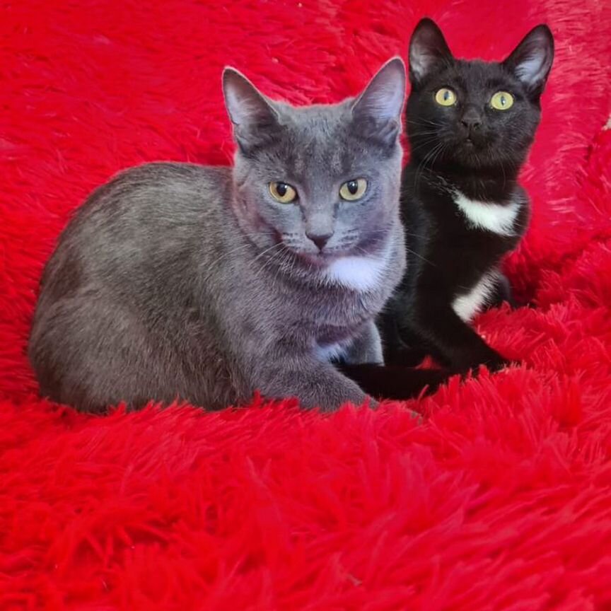 Котята, кот и кошечка