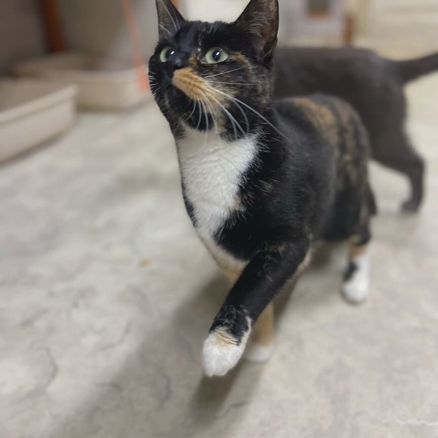 Жасмин в поисках семьи