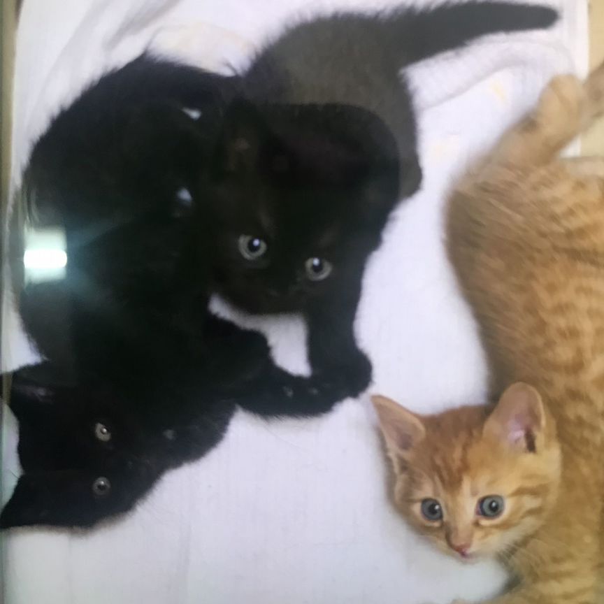 Европейский короткошёрстный котёнок