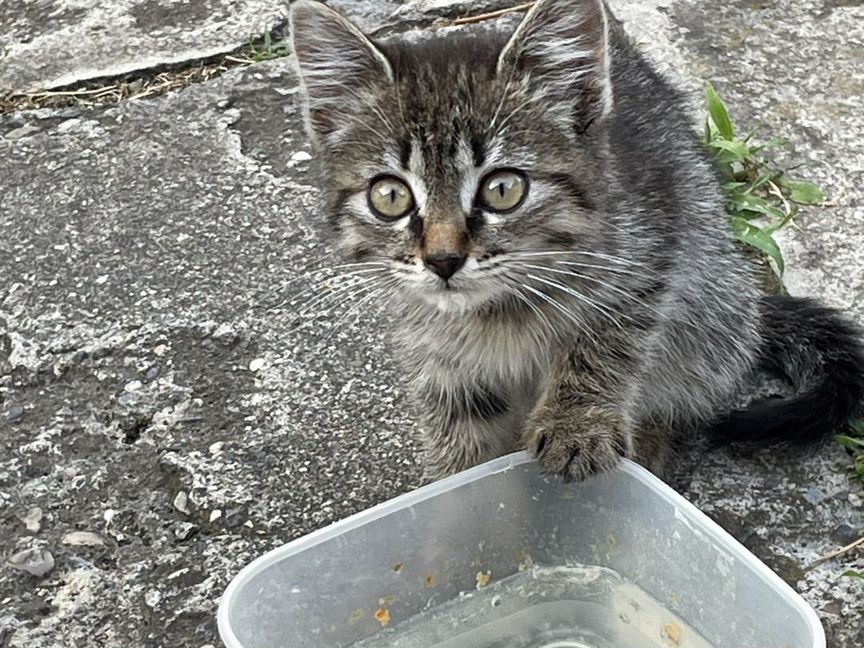 Котенок в добрые руки