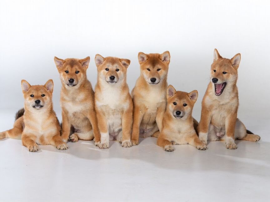 Щенки сиба ину