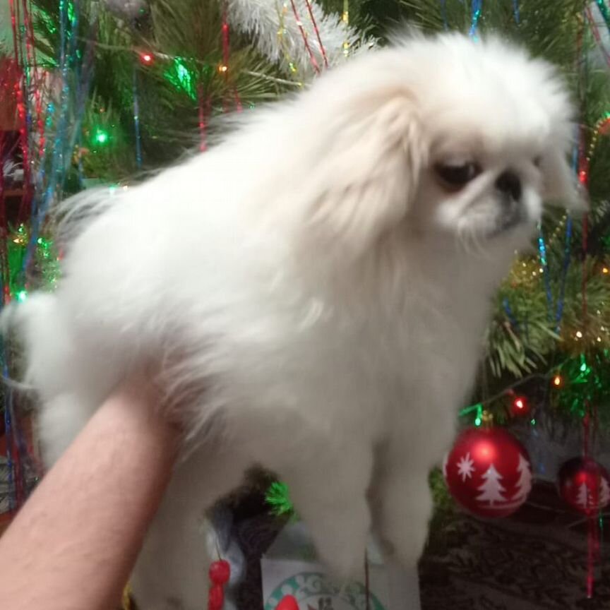 Подарок под ёлку любимому ребёнку