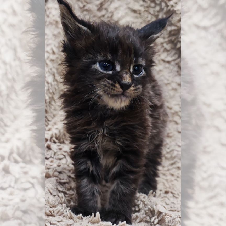 Мейн-кун котёнок