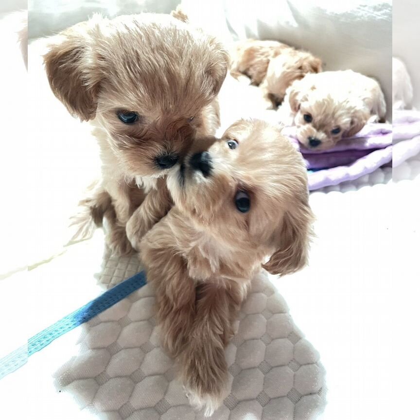 Мальтипу, щенок