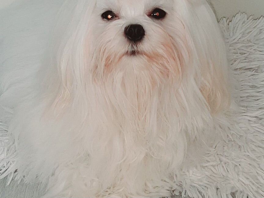 Мальтийская болонка вязка