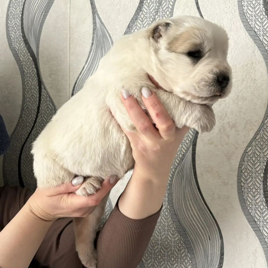 Среднеазиатская овчарка, щенок