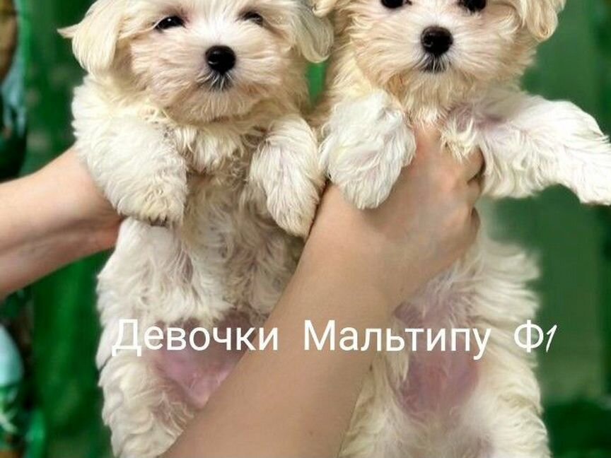 Мальтипу f1 мини Корея