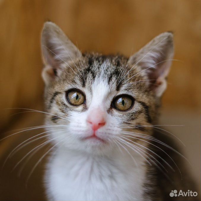 Котенок в дар из приюта, спасите ребенка
