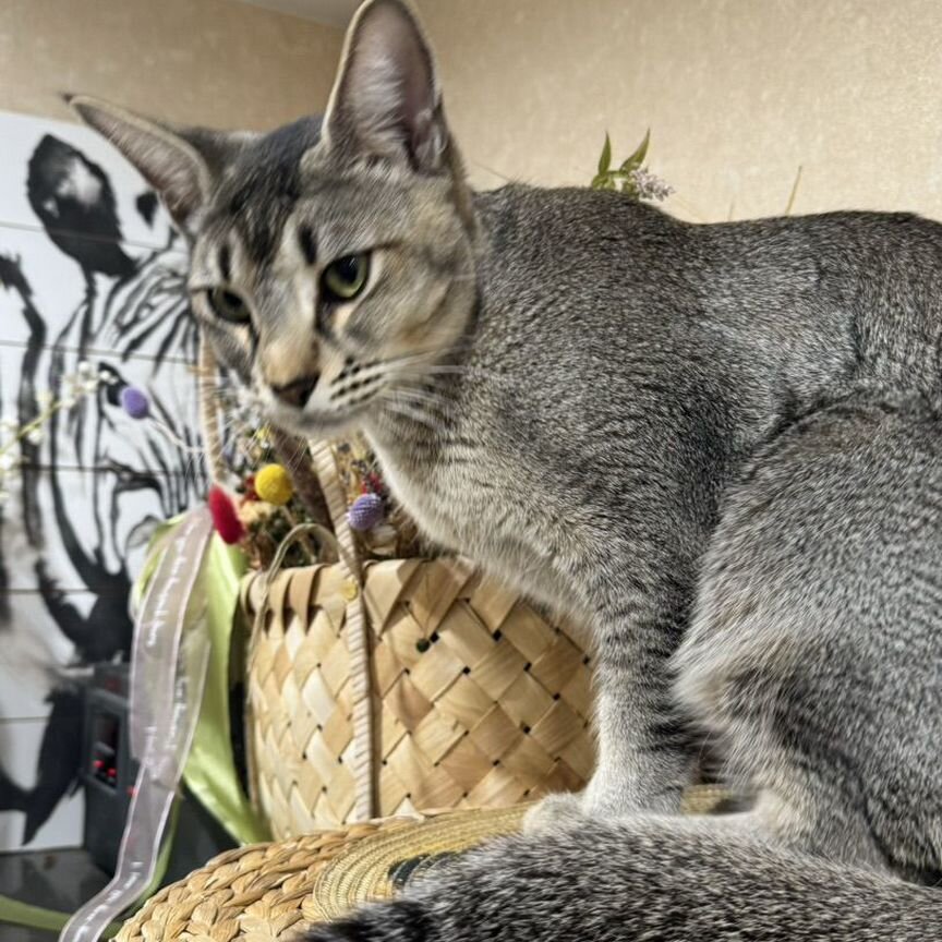 Каракет кошечка ищем котика Бенгала для вязки